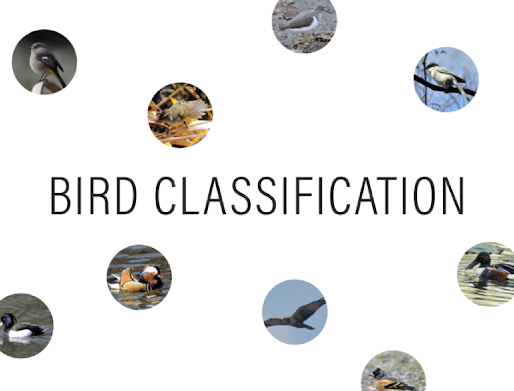 Bird Classification | S2ファクトリー株式会社